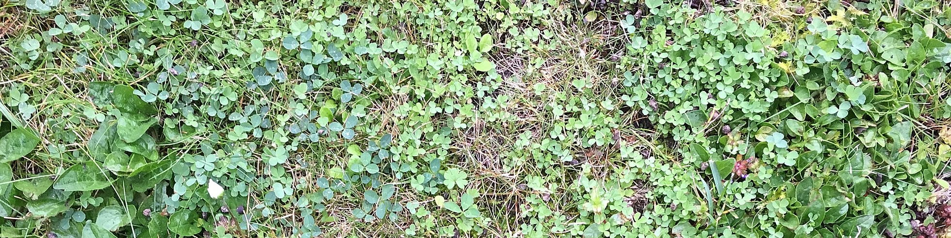 Professional Lawn Weed Treatment - Surrey & West Sussex