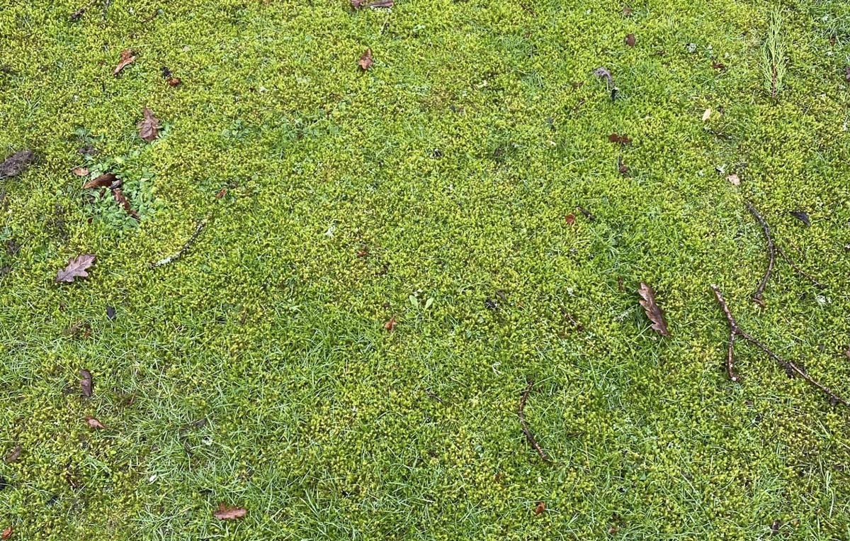 Moss - Lawn Tiger