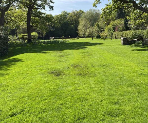 Lawn Care | Horley, UK | Lawn Tiger